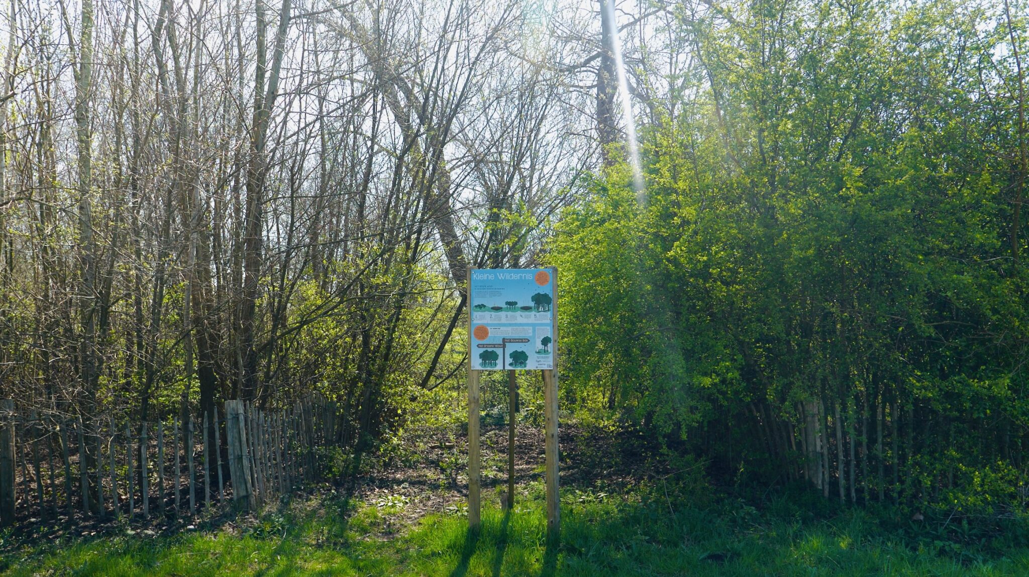 Making a Mini-Forest