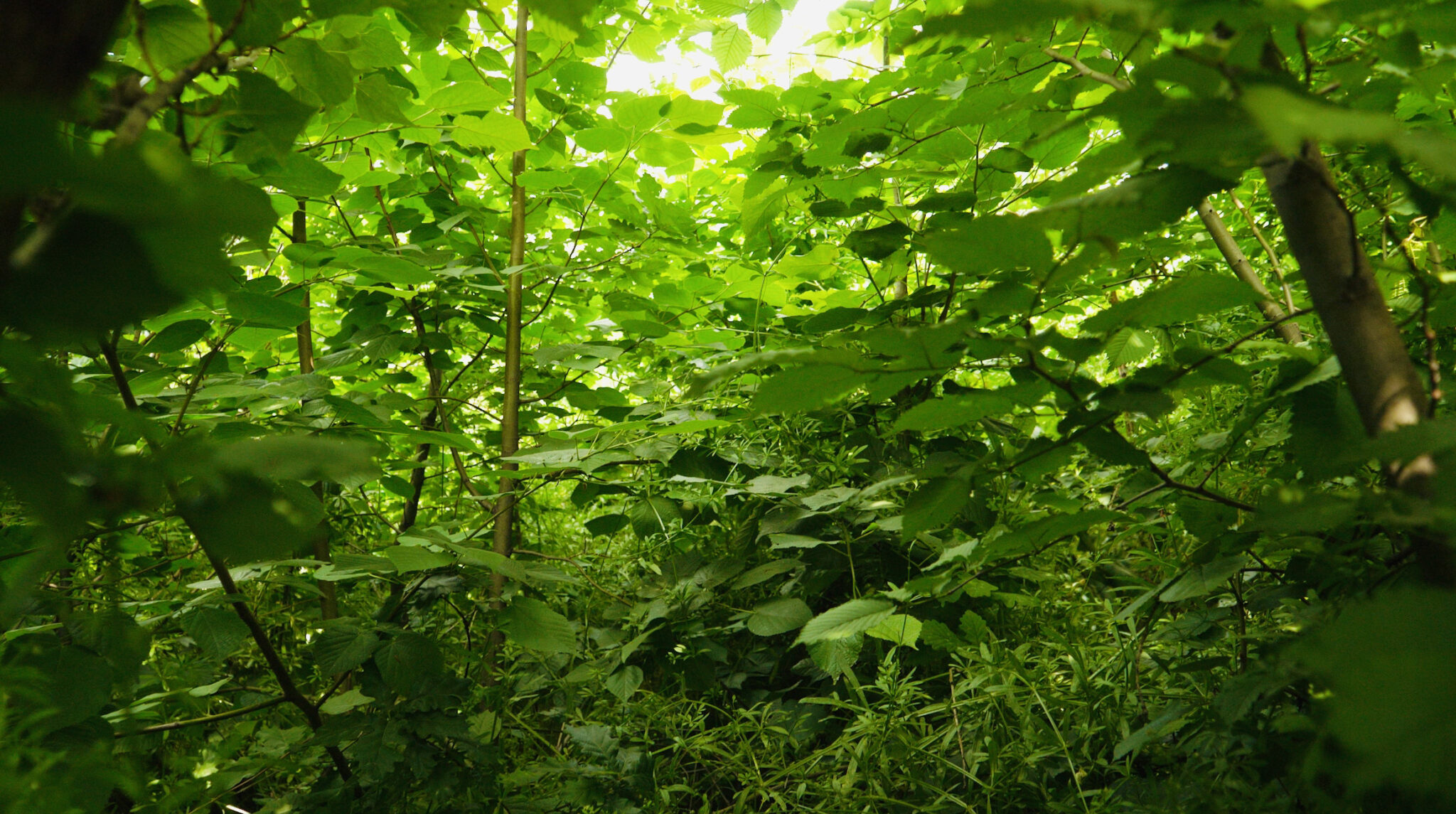 Making a Mini-Forest