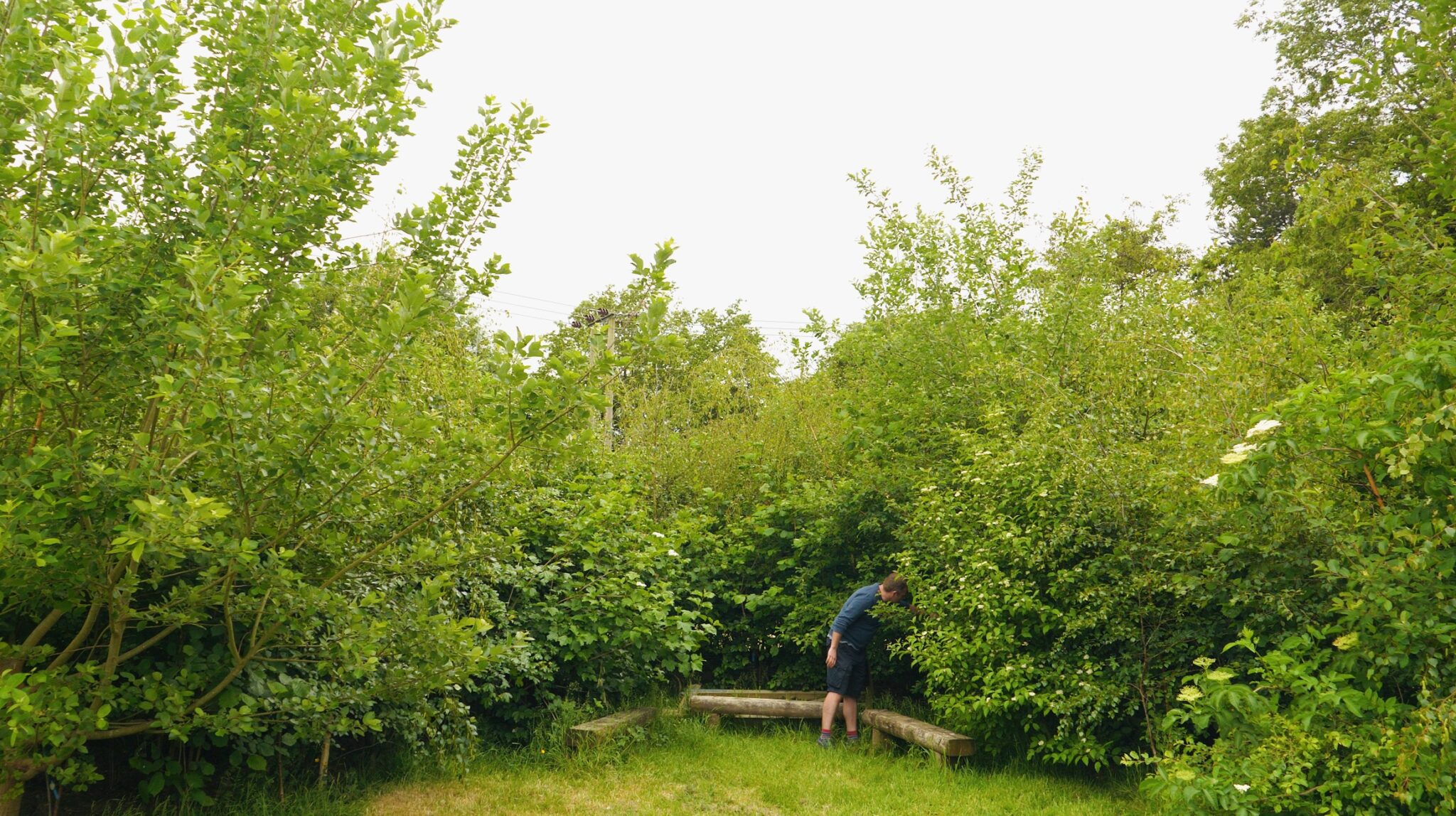 Making a Mini-Forest