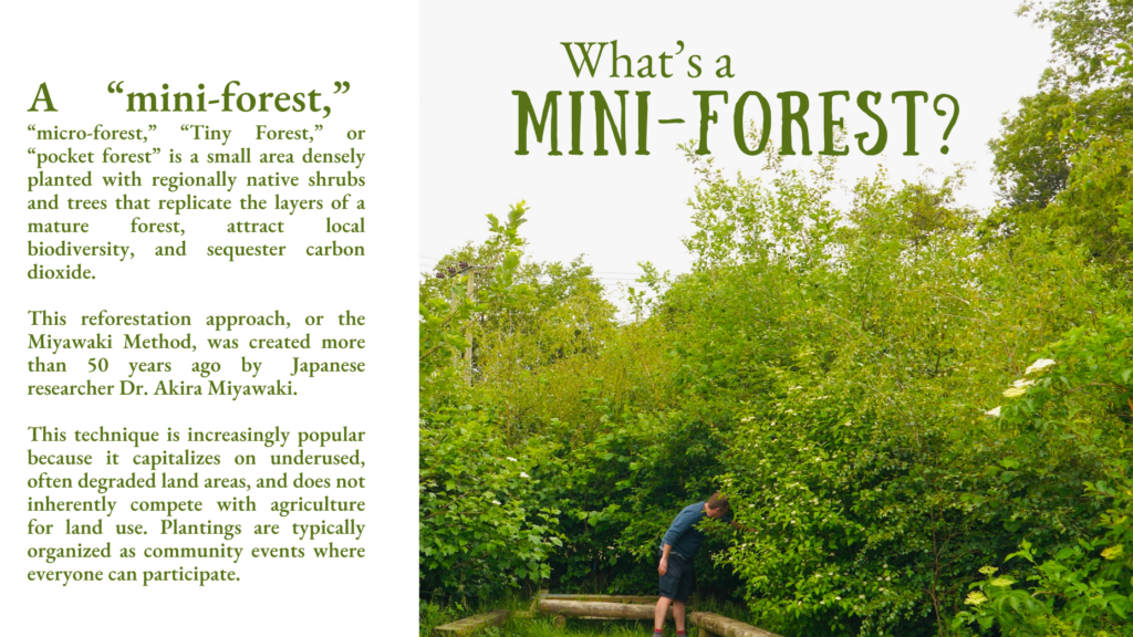 Making a Mini-Forest