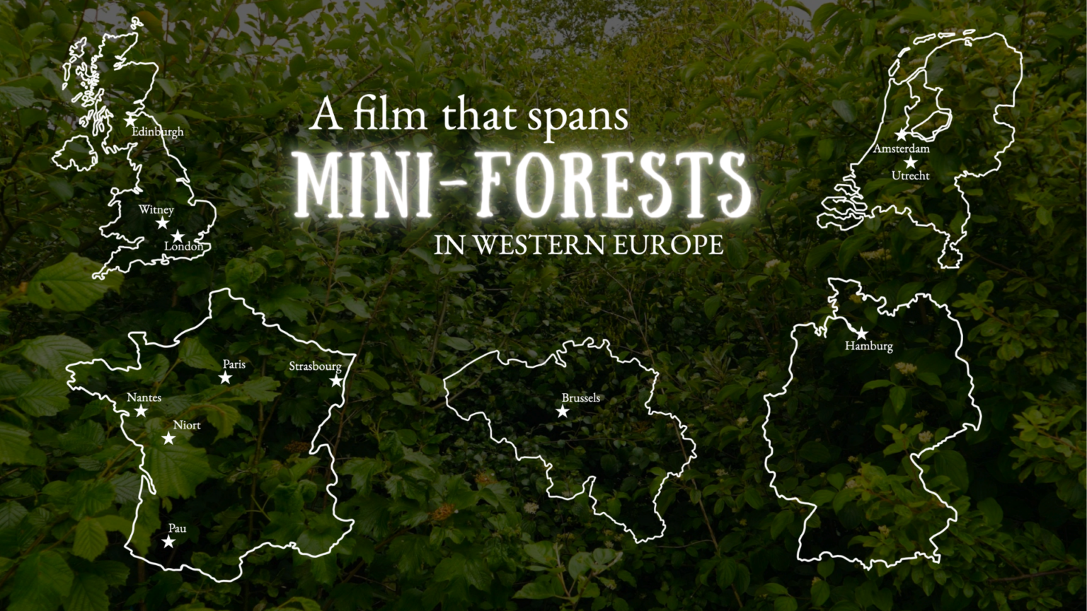 Making a Mini-Forest